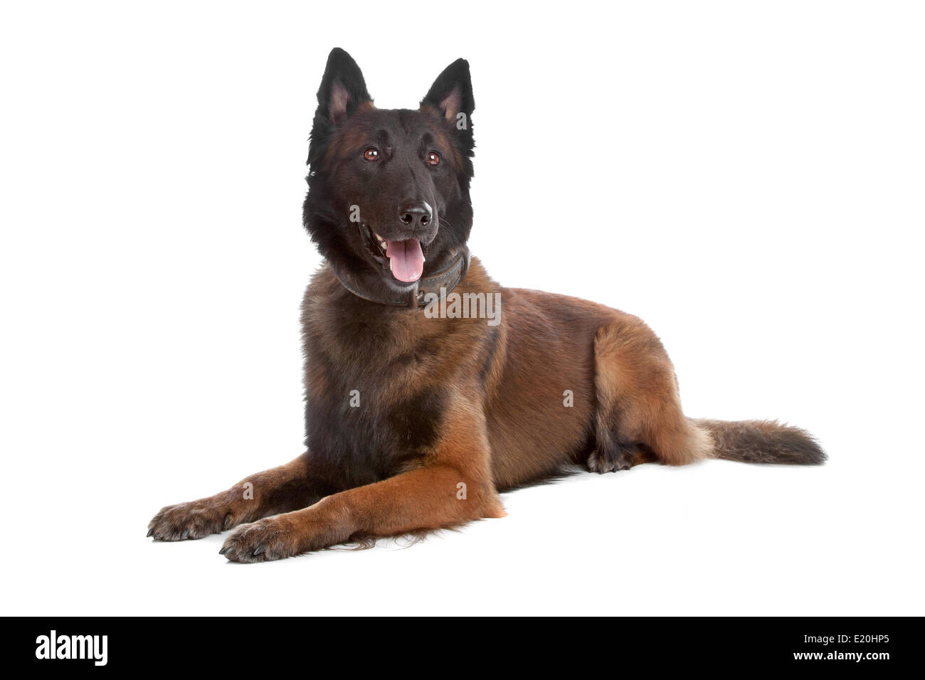 Belgium Shepherd dog Stock Photo - Alamy