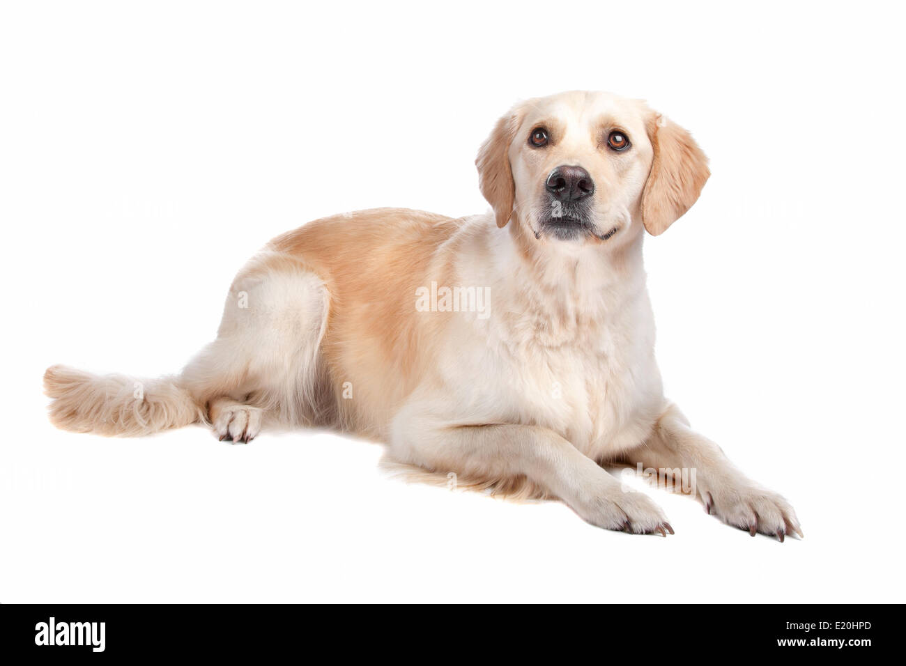 Chiens labrador hi-res stock photography and images - Alamy