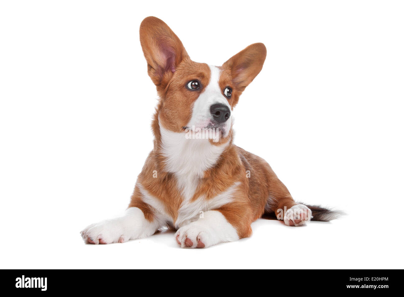 Portrait cute red corgi Cut Out Stock Images & Pictures - Alamy