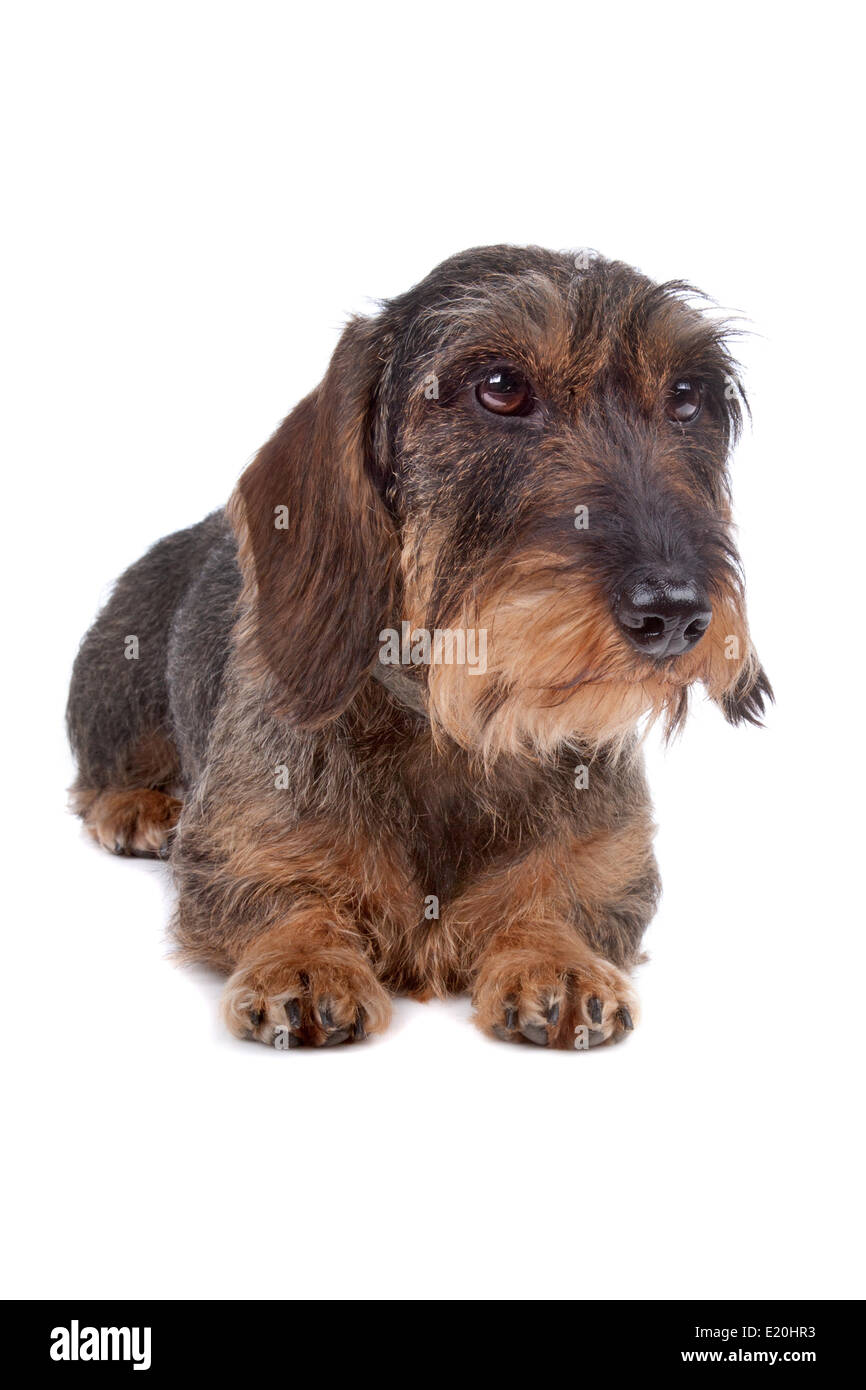 Wire haired Dachshund dog Stock Photo - Alamy