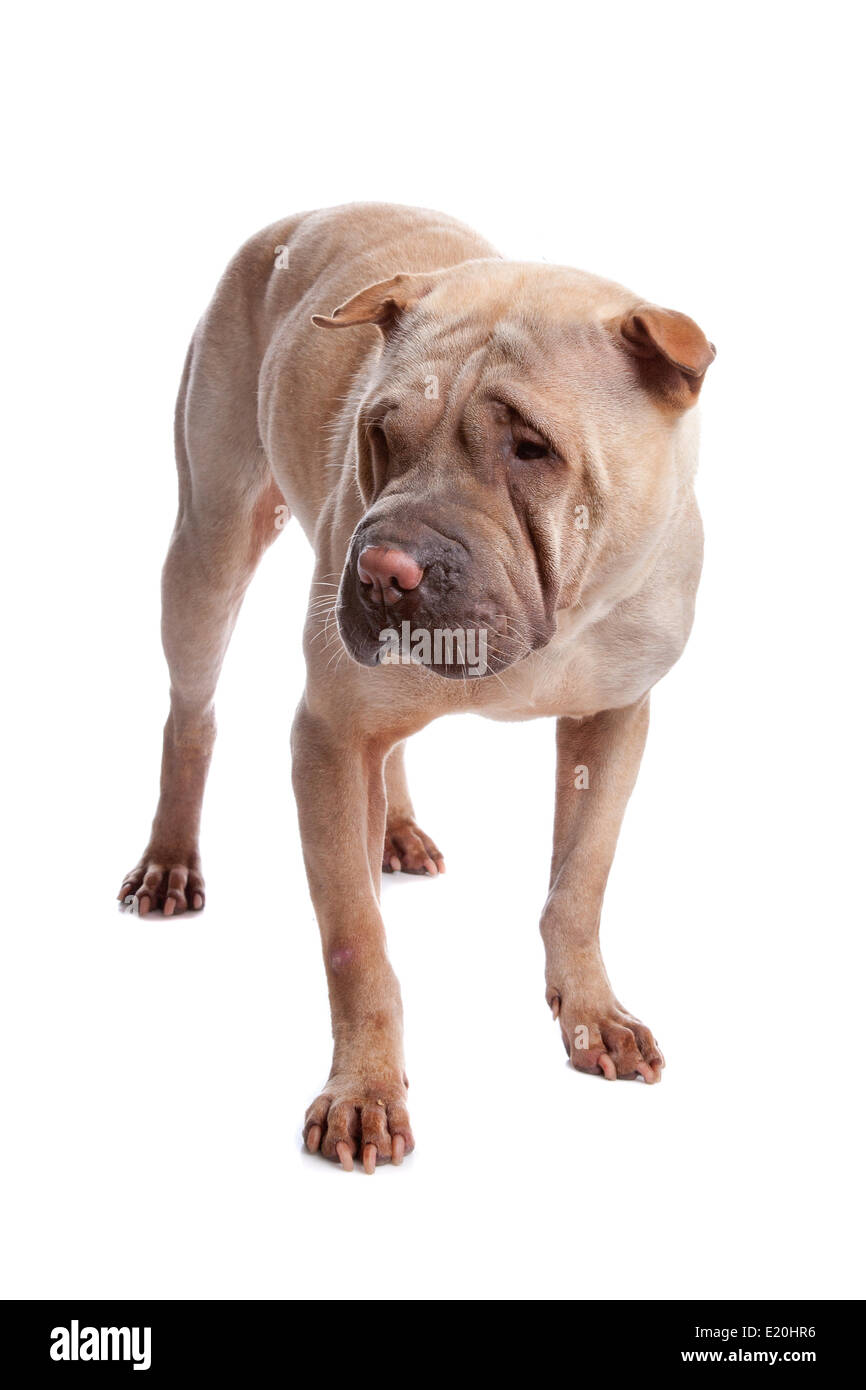 shar pei dog Stock Photo - Alamy