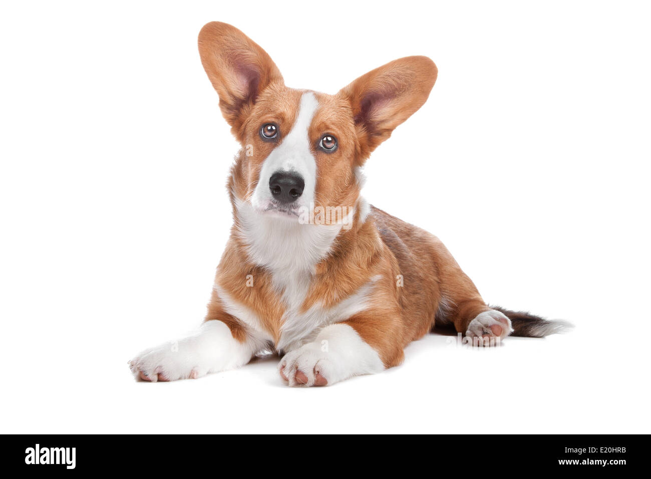 Welsh Corgi dog Stock Photo - Alamy