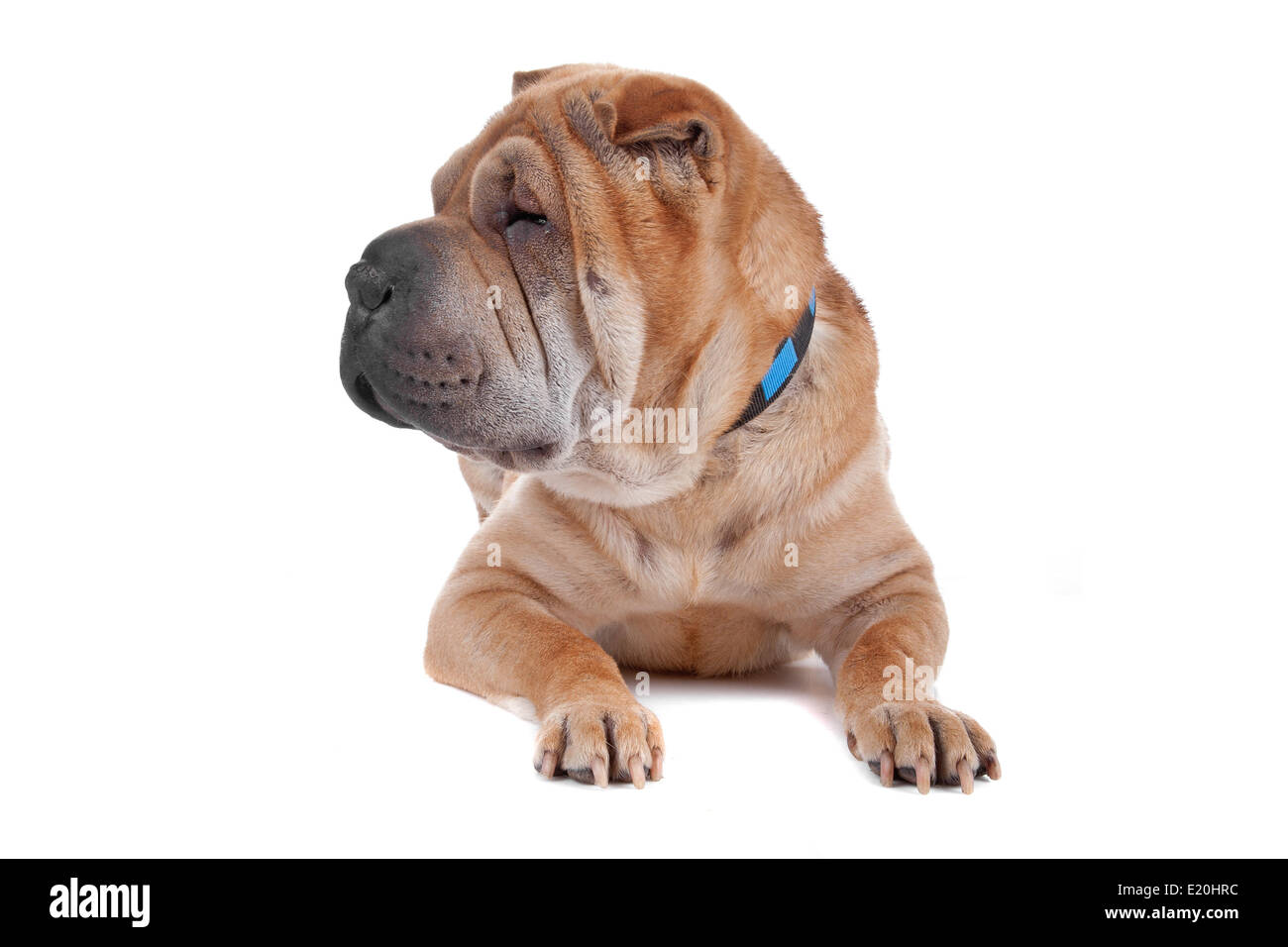 Brave sharpei hi-res stock photography and images - Alamy
