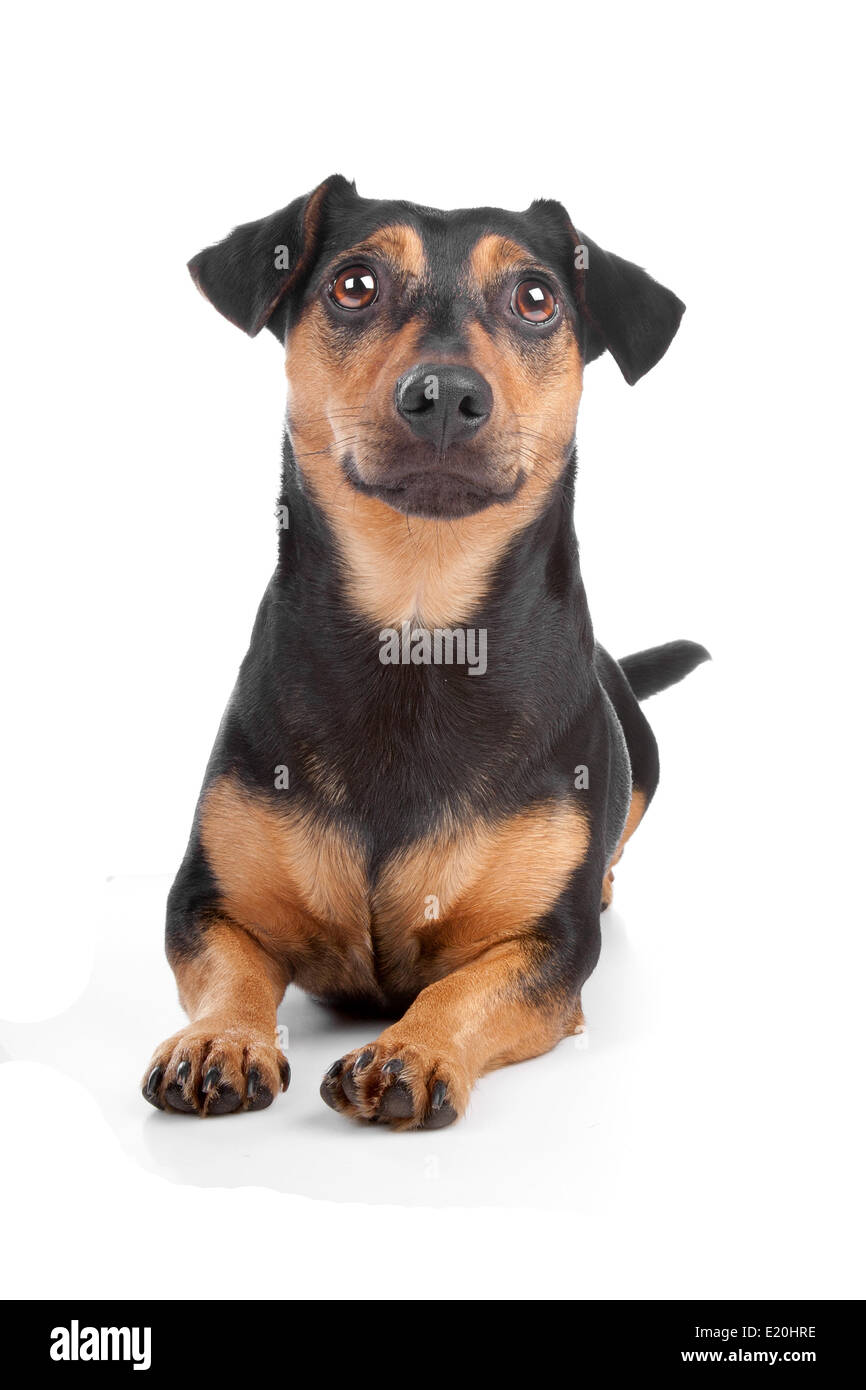 Jack Russel Terrier dog Stock Photo - Alamy