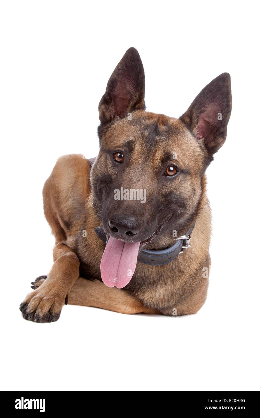 belgium shepherd (malinois Stock Photo - Alamy