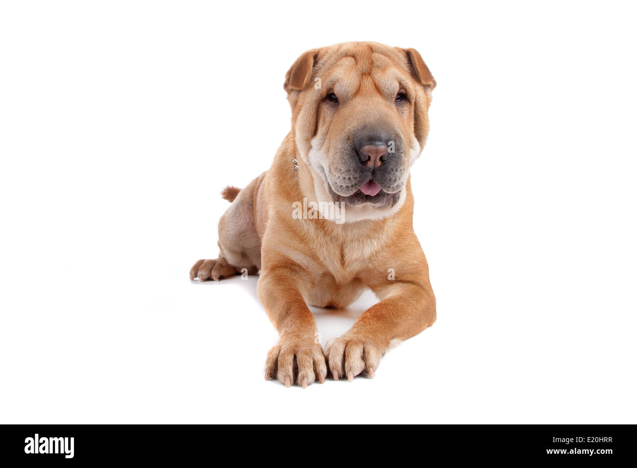 Close up tongue dog Cut Out Stock Images & Pictures - Alamy