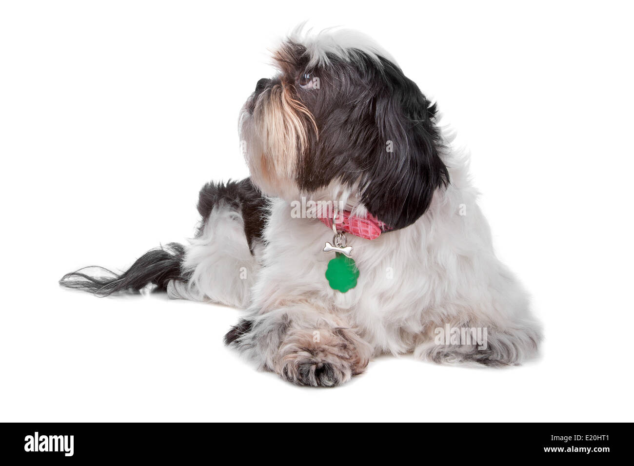 Long fur dog breed Cut Out Stock Images & Pictures - Alamy