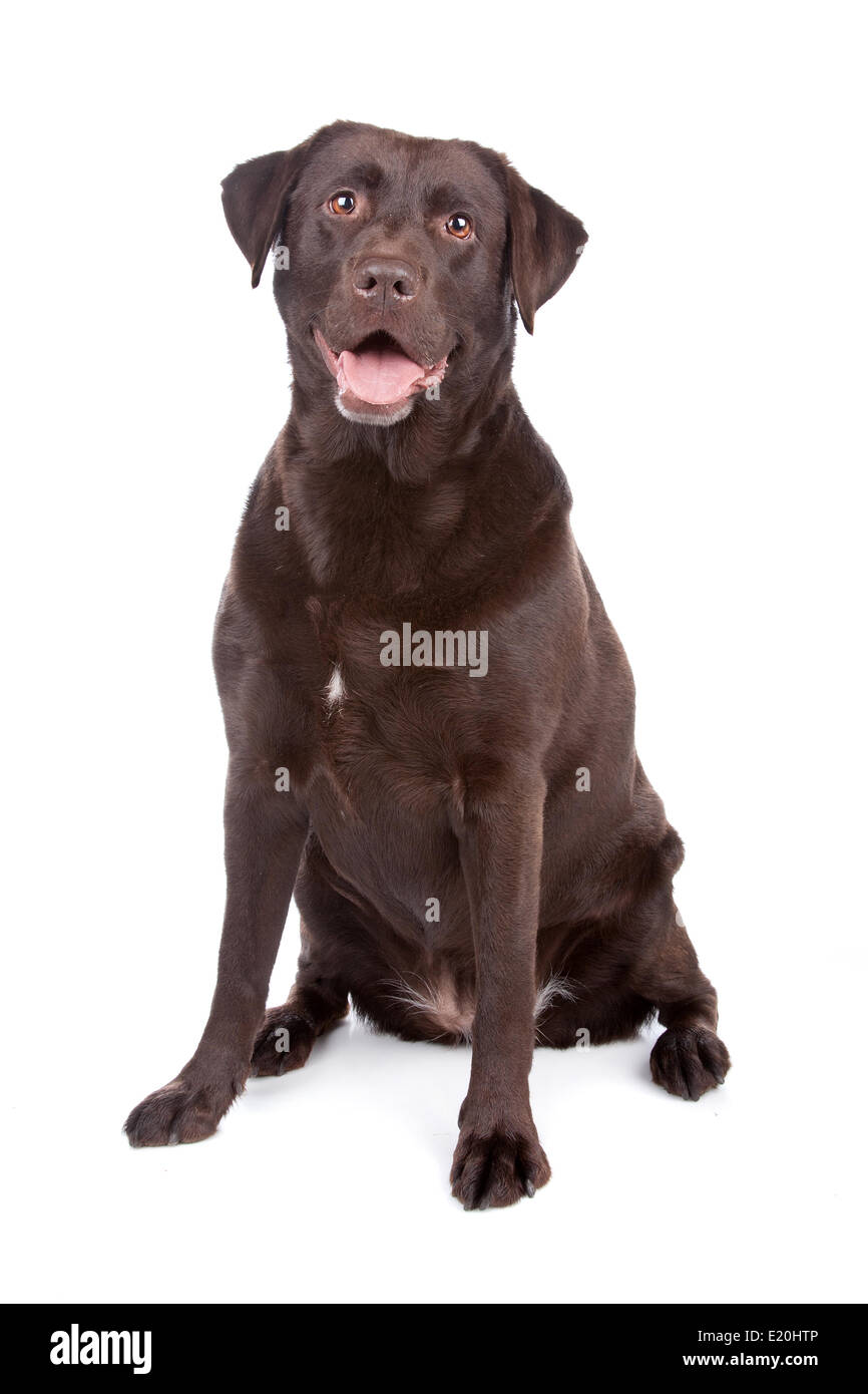 Chocolate Labrador retriever dog Stock Photo - Alamy