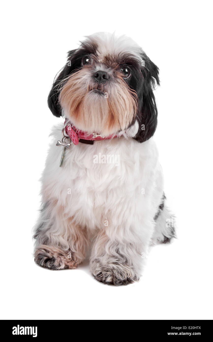 Shih Tzu dog Stock Photo - Alamy