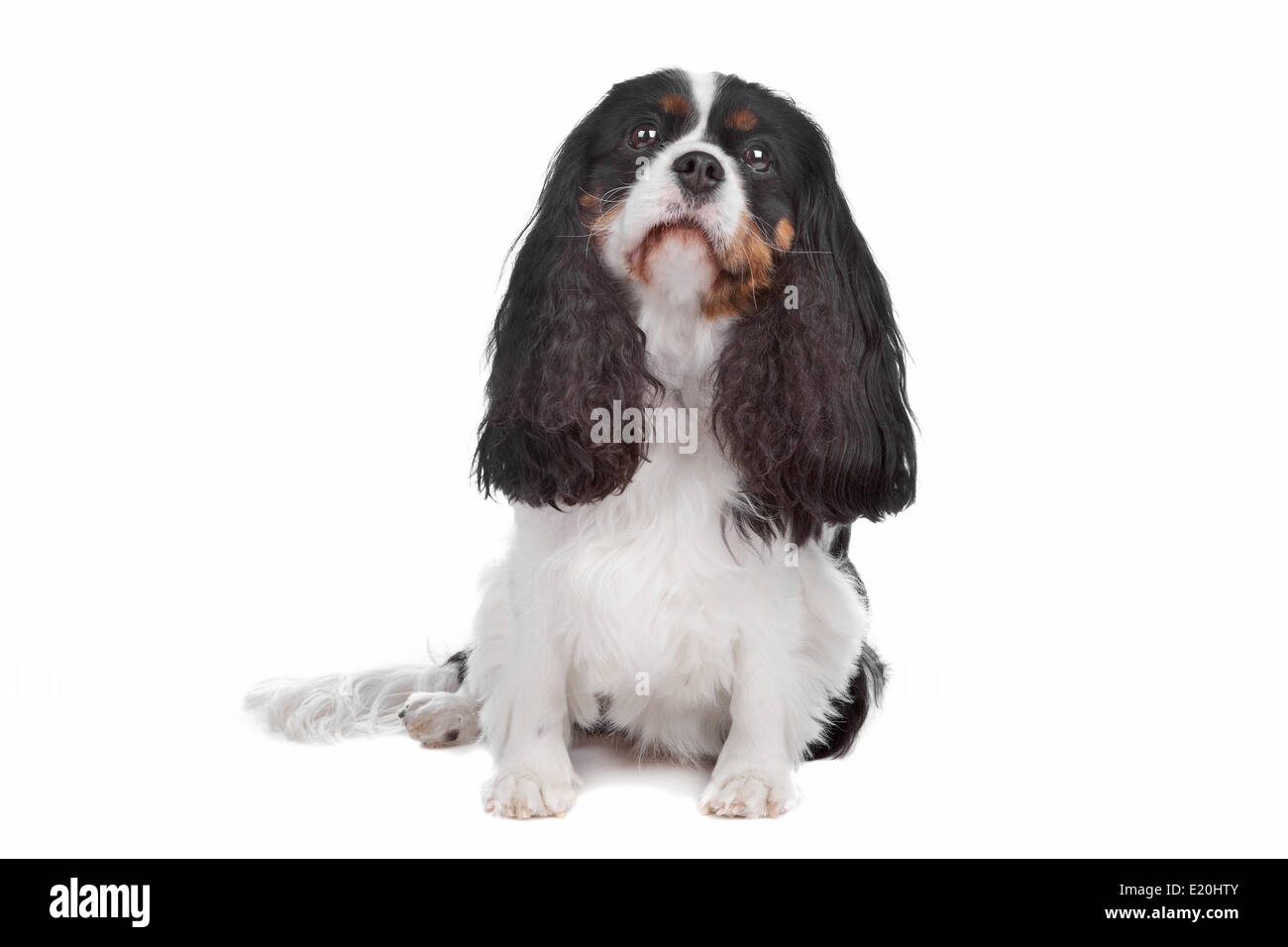 King charles looking up Cut Out Stock Images & Pictures - Alamy
