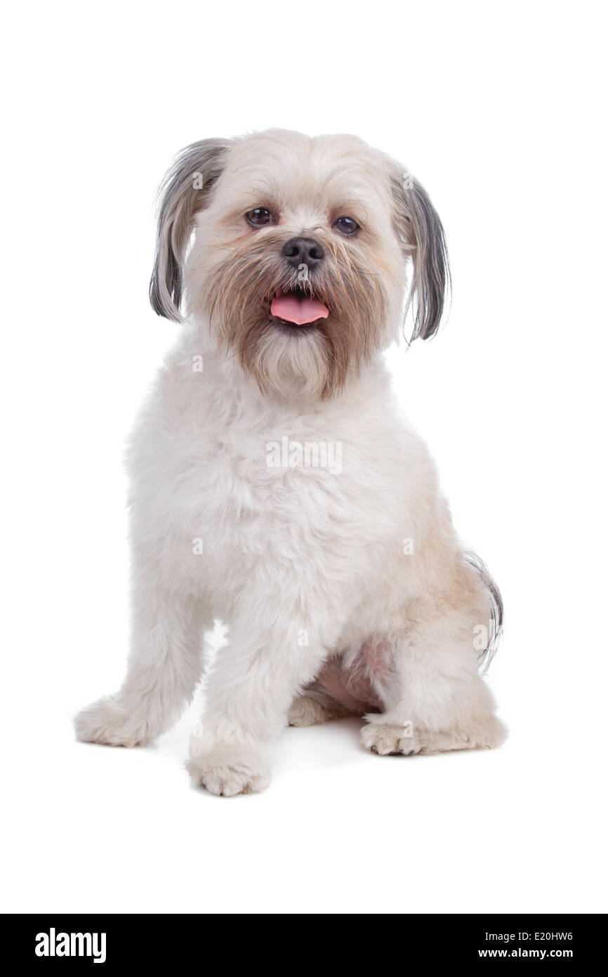 Mixed breed boomer dog Stock Photo - Alamy