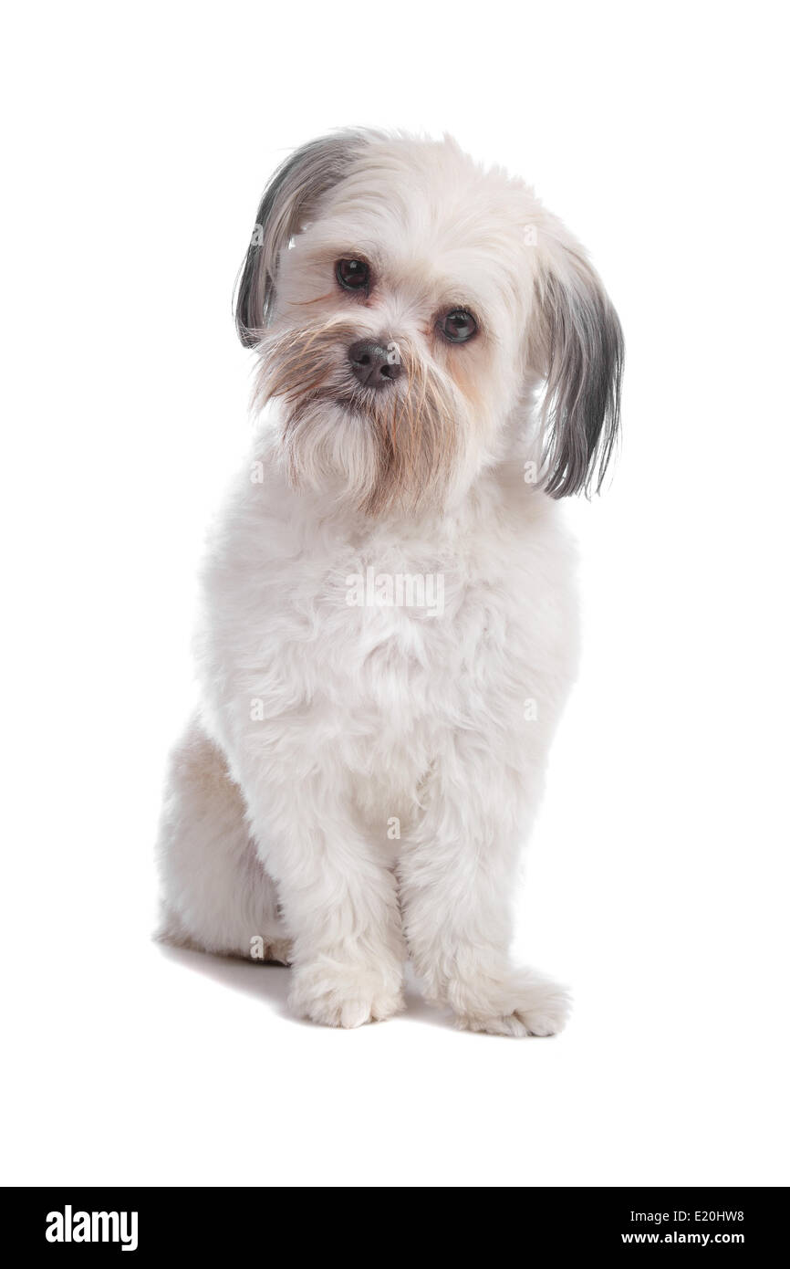 Mixed breed boomer dog Stock Photo - Alamy