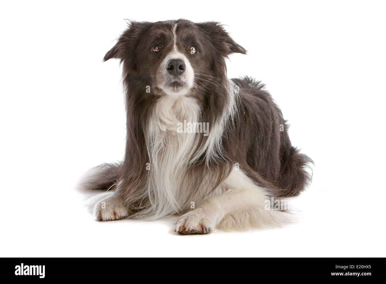 border collie sheepdog Stock Photo - Alamy