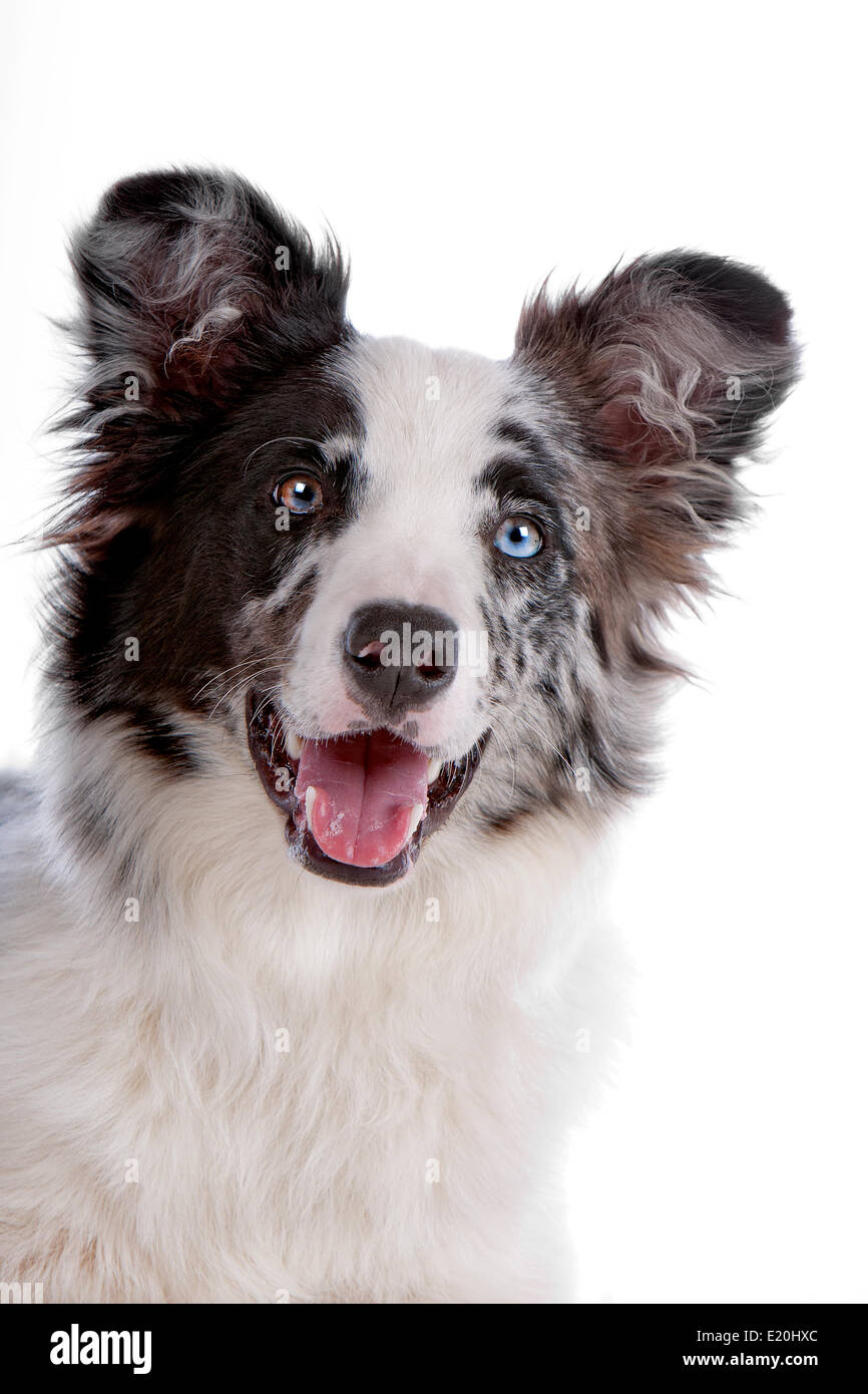 border collie sheepdog Stock Photo - Alamy