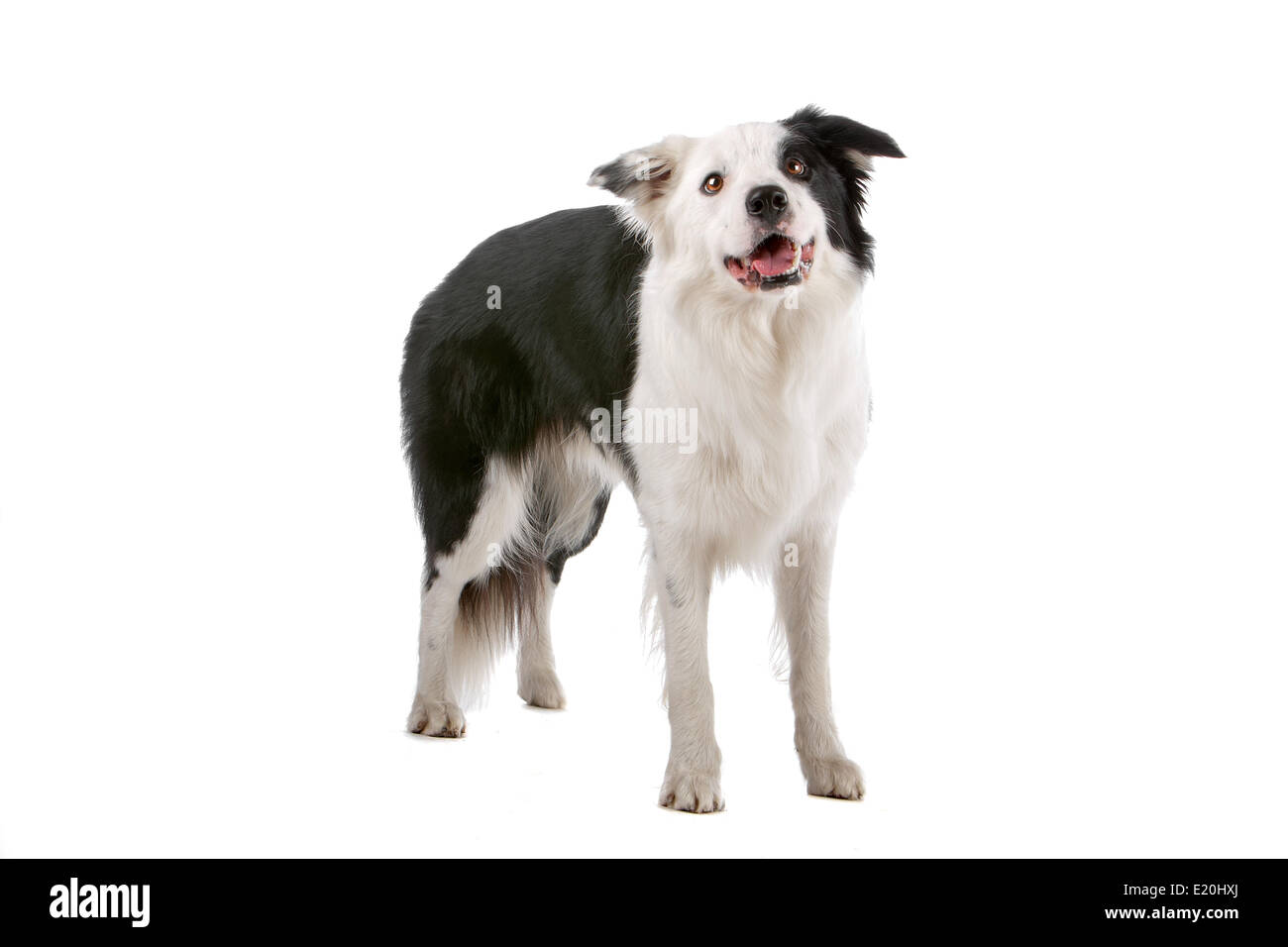 border collie sheepdog Stock Photo - Alamy