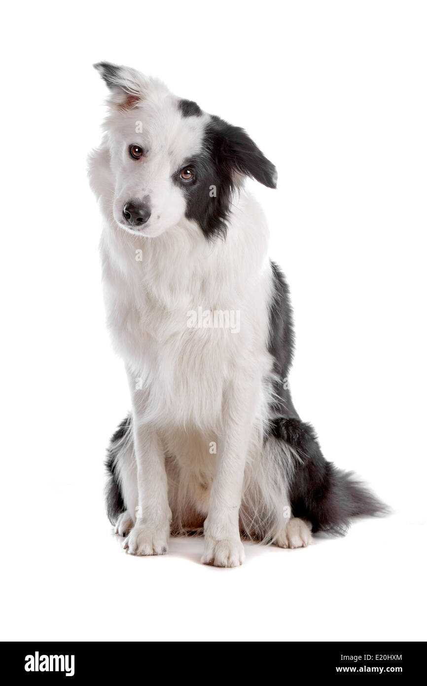 border collie sheepdog Stock Photo - Alamy