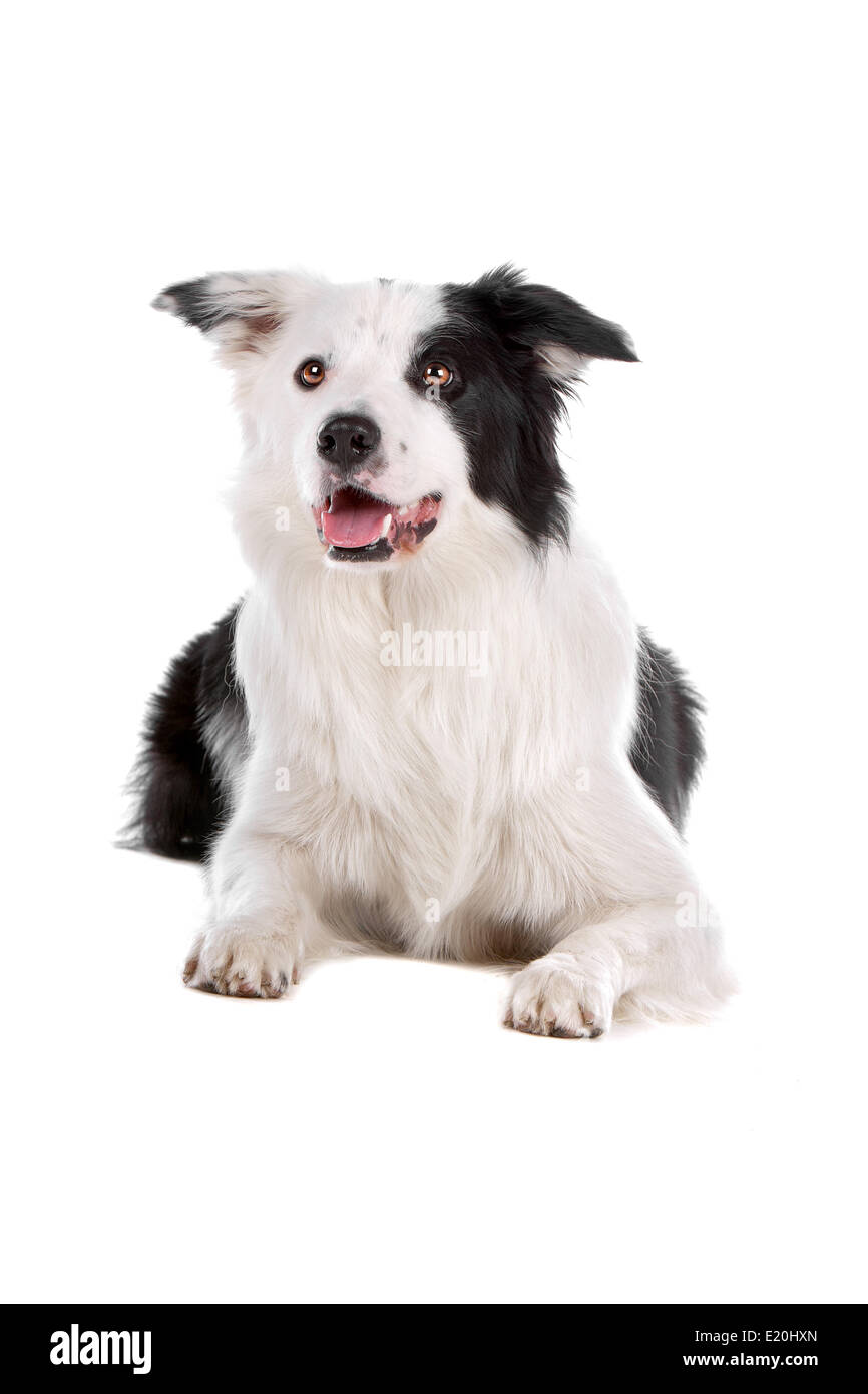 border collie sheepdog Stock Photo - Alamy