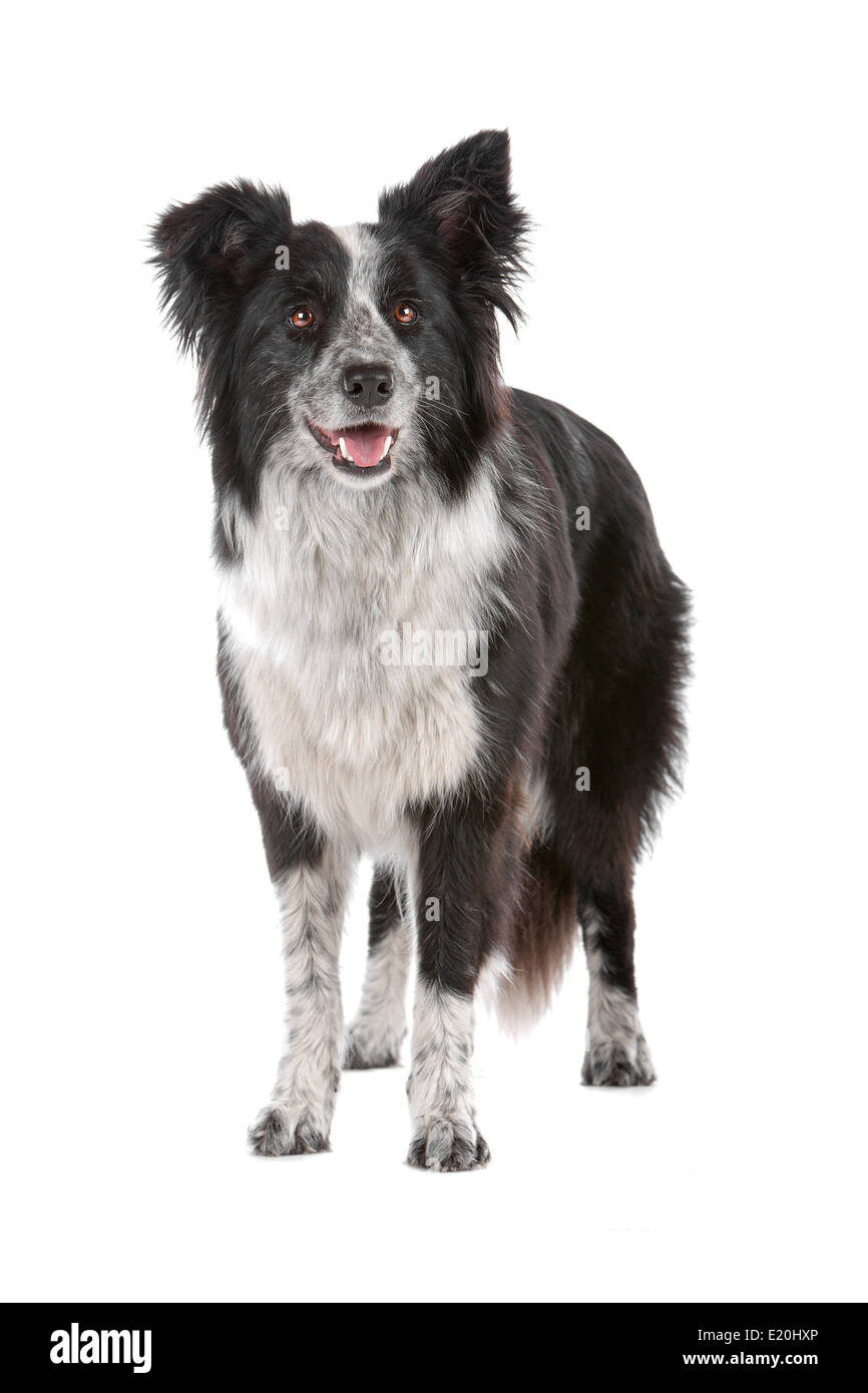 border collie sheepdog Stock Photo - Alamy