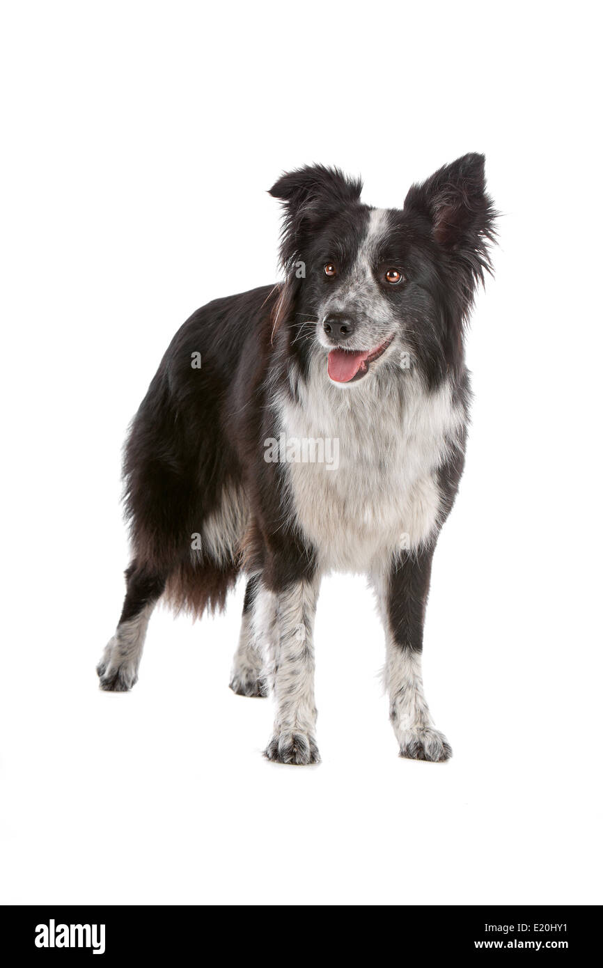 border collie sheepdog Stock Photo - Alamy