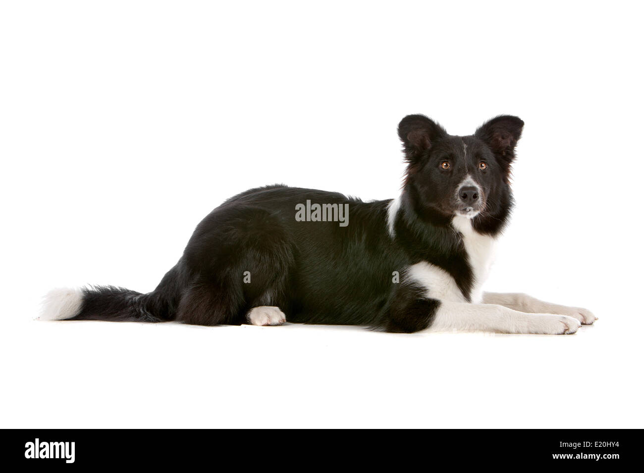 border collie sheepdog Stock Photo - Alamy