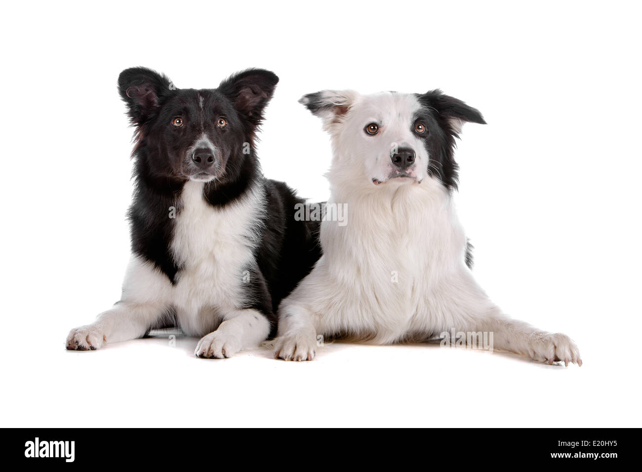 two border collie sheepdogs Stock Photo - Alamy