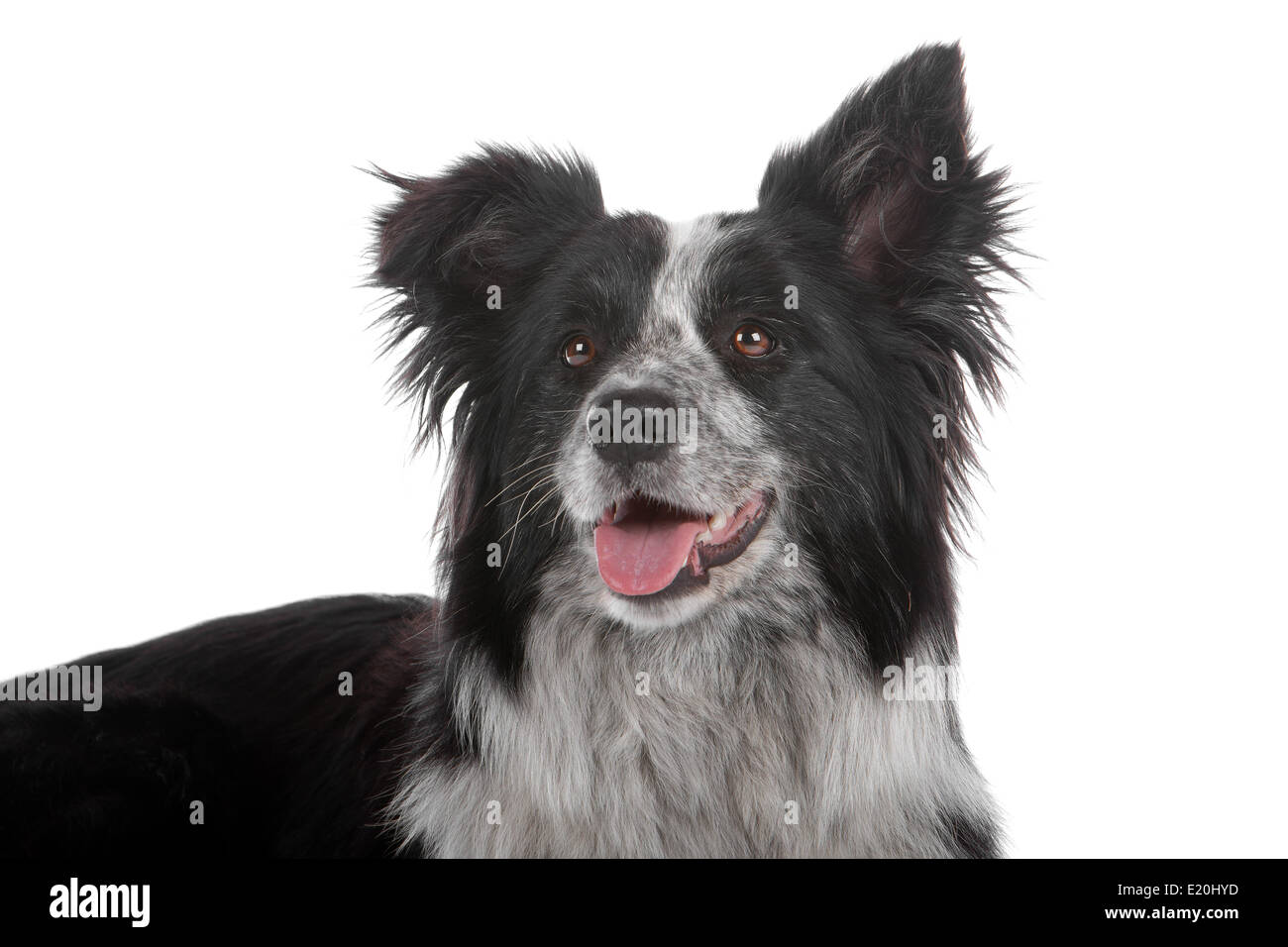 border collie sheepdog Stock Photo - Alamy