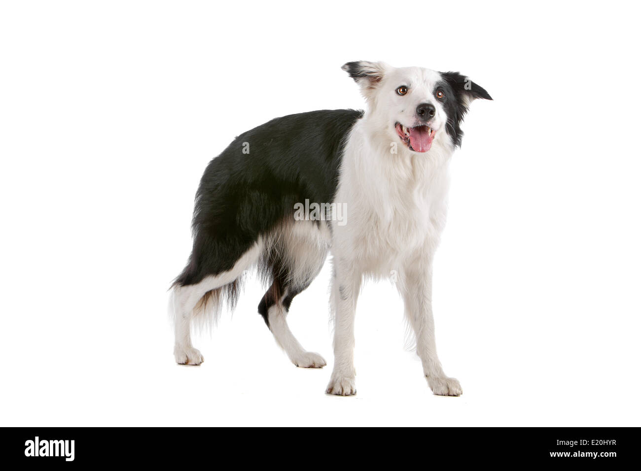 border collie sheepdog Stock Photo - Alamy