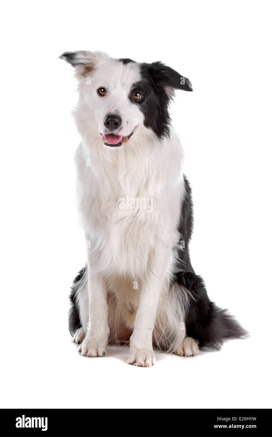 border collie sheepdog Stock Photo - Alamy