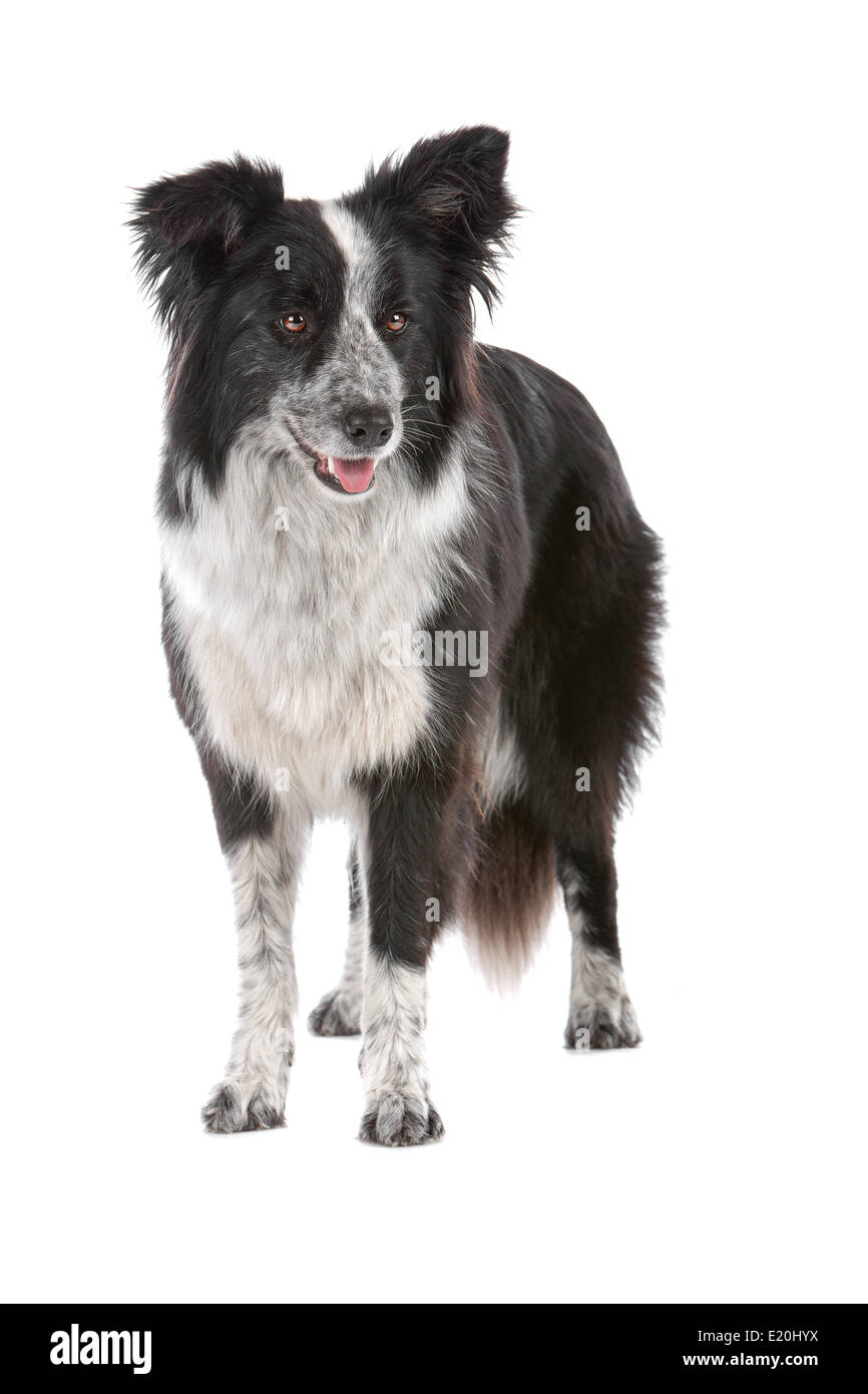border collie sheepdog Stock Photo - Alamy