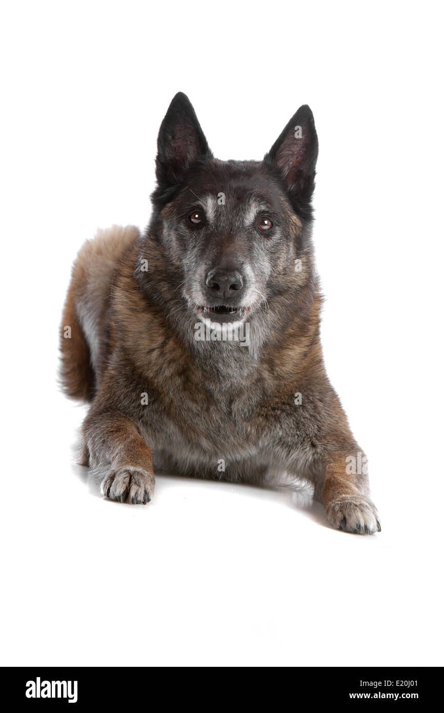 old and grey Belgian Shepherd Stock Photo - Alamy
