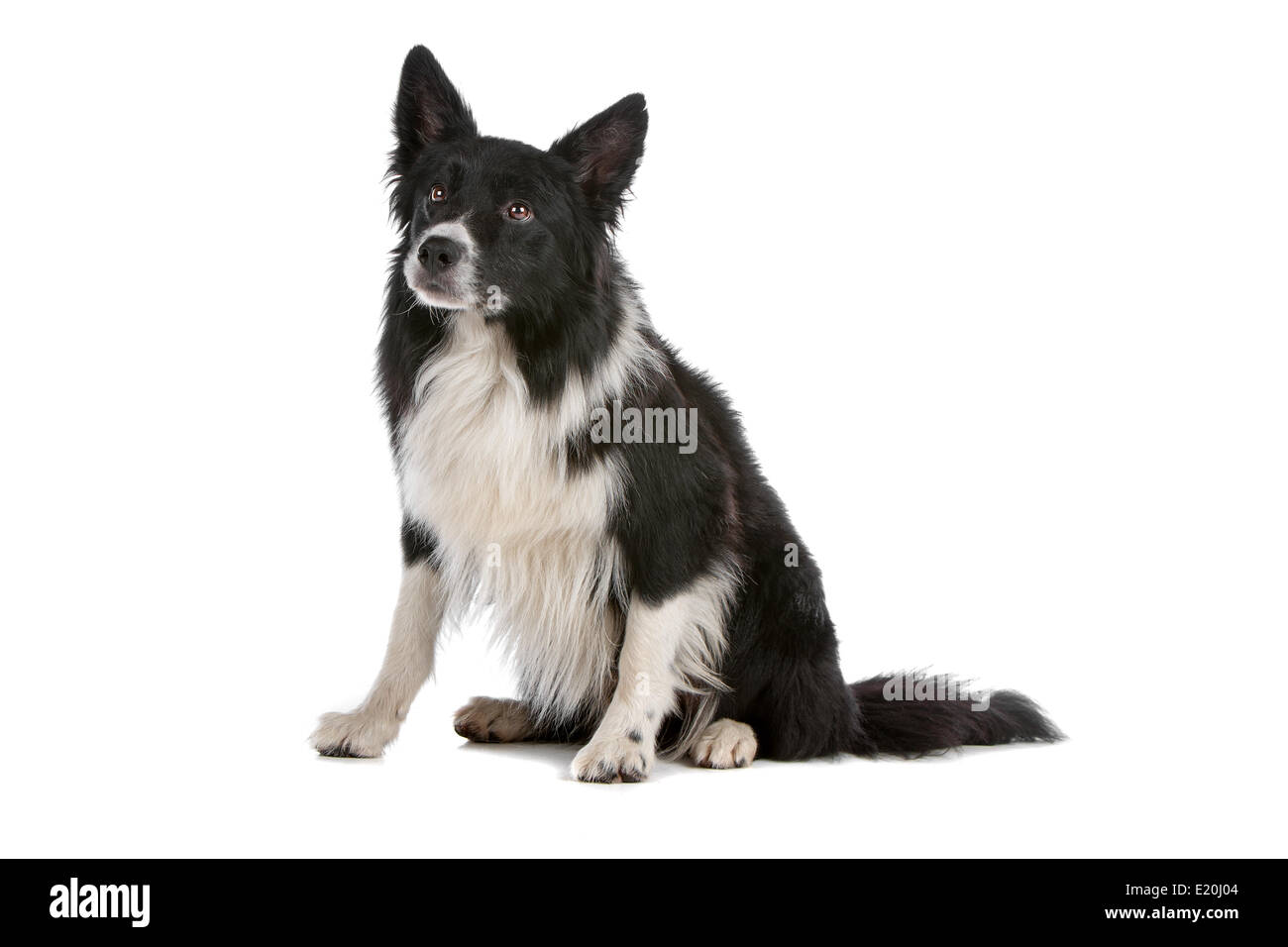 border collie sheepdog Stock Photo - Alamy