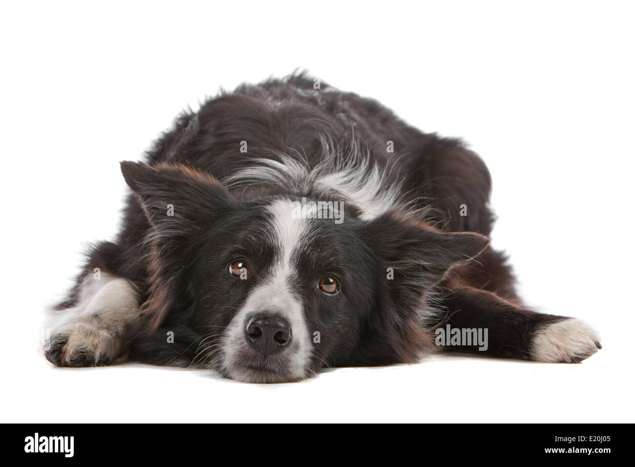 border collie sheepdog Stock Photo - Alamy