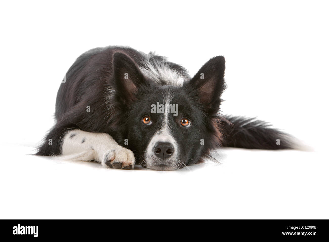 border collie sheepdog Stock Photo - Alamy