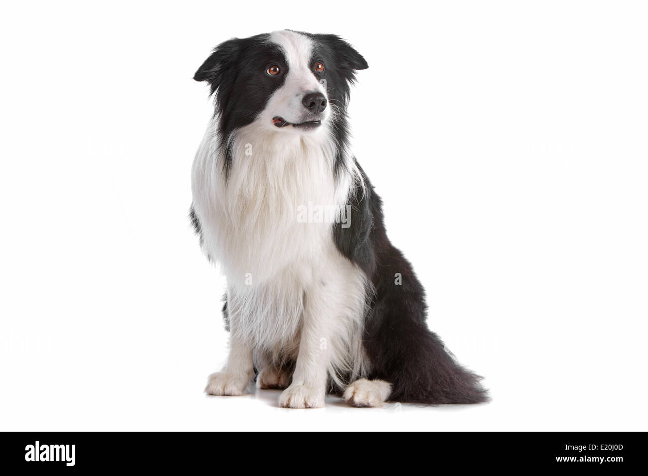 border collie sheepdog Stock Photo - Alamy