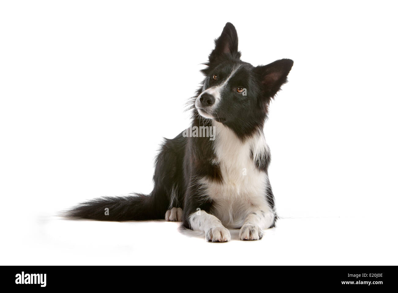 border collie sheepdog Stock Photo - Alamy