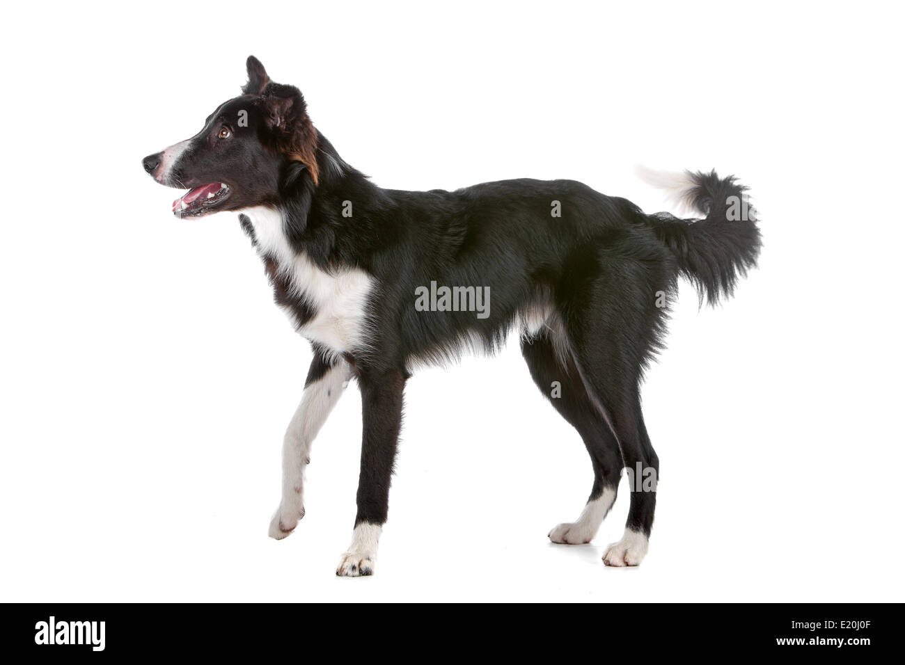 border collie sheepdog Stock Photo - Alamy