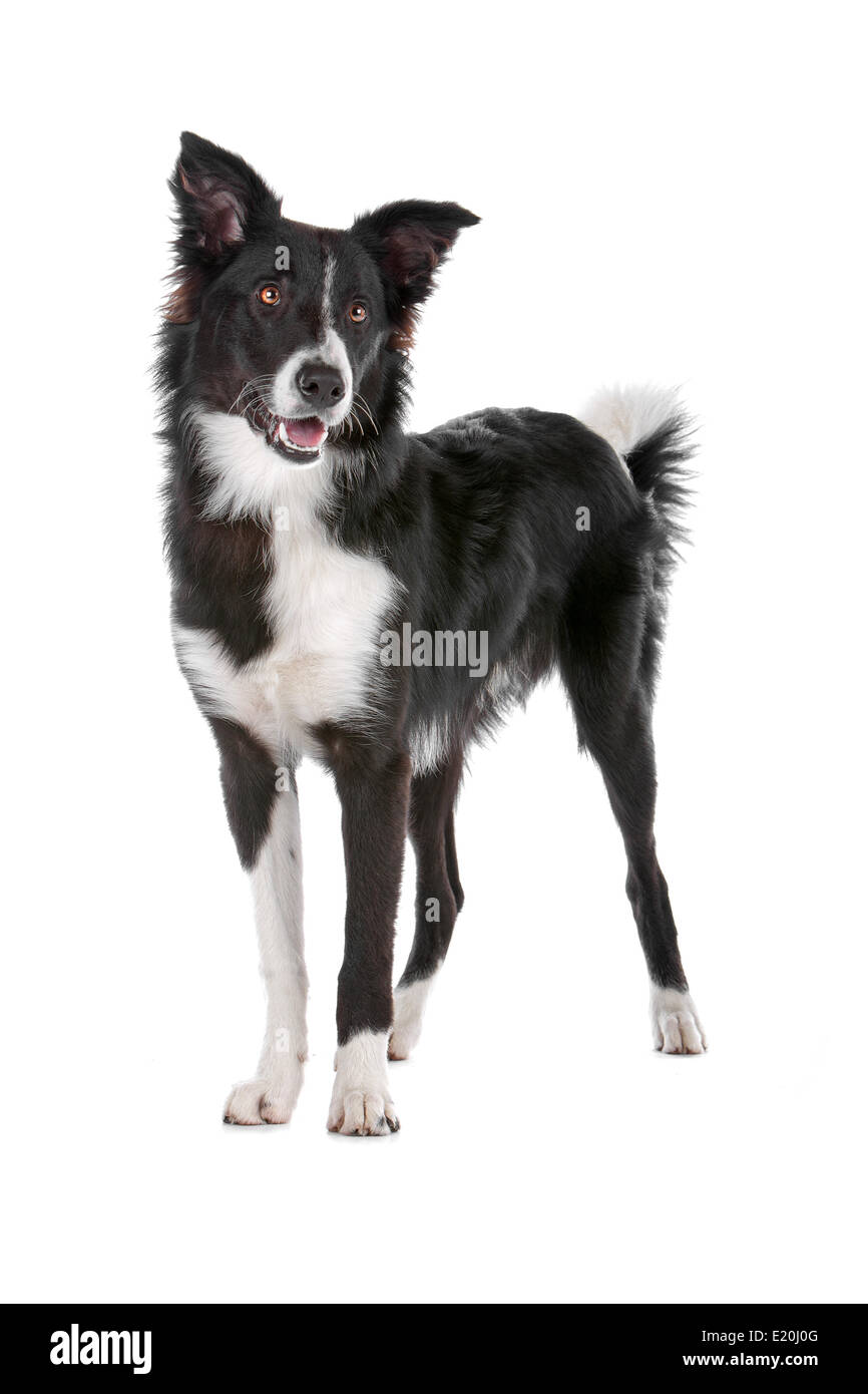 border collie sheepdog Stock Photo - Alamy