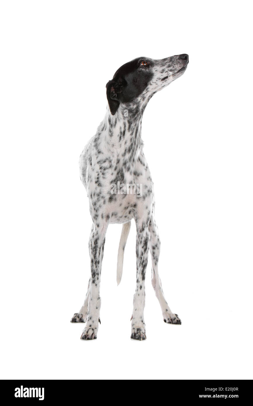 white Greyhound dog with black spots Stock Photo - Alamy
