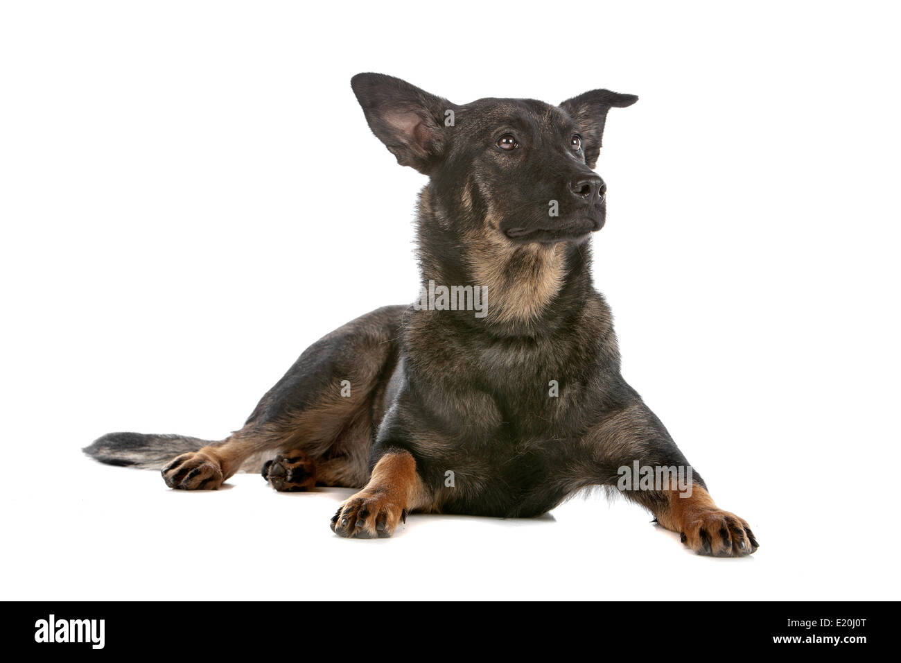 Dutch shepherd dog hi-res stock photography and images - Alamy