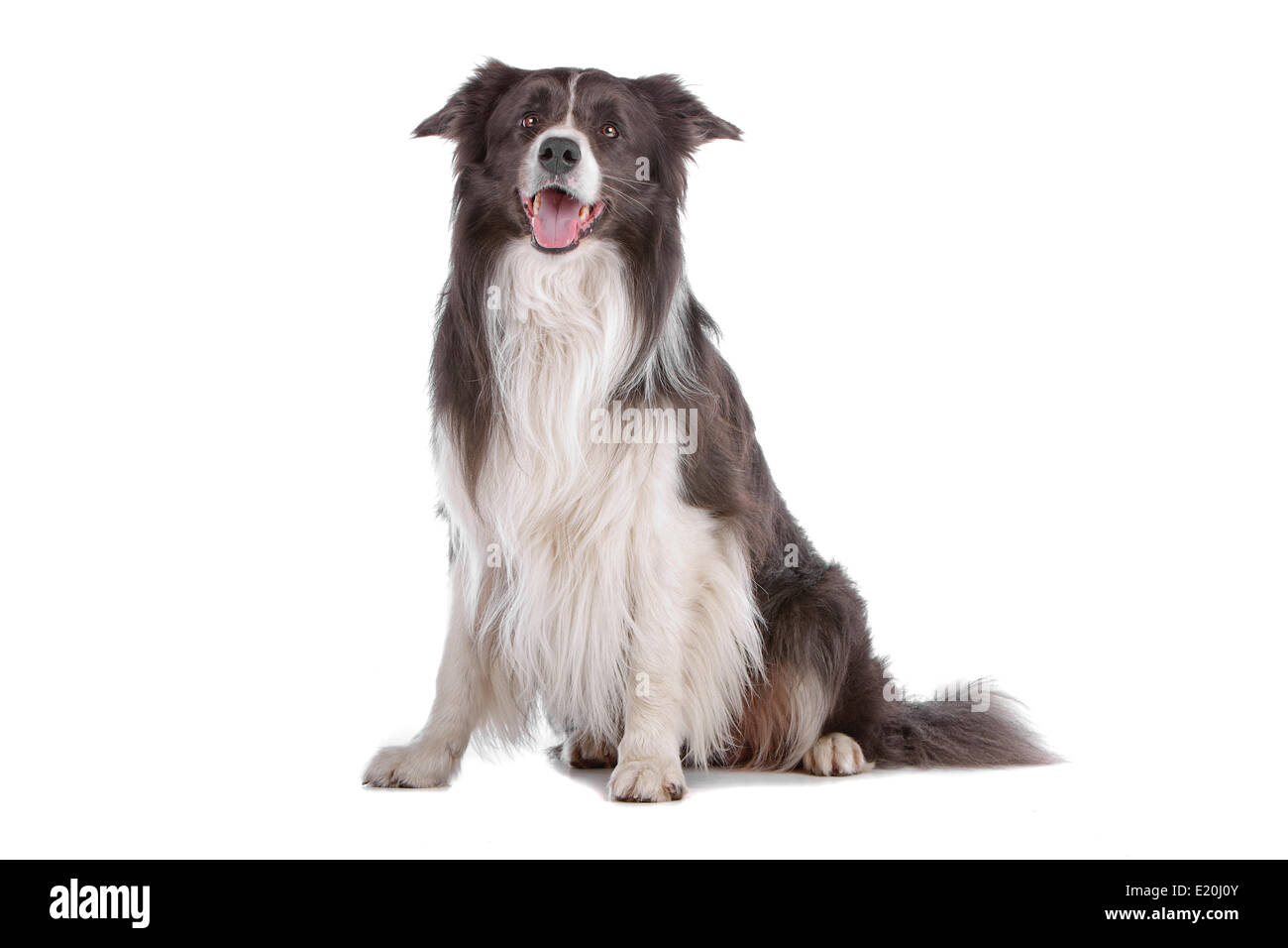 border collie sheepdog Stock Photo - Alamy