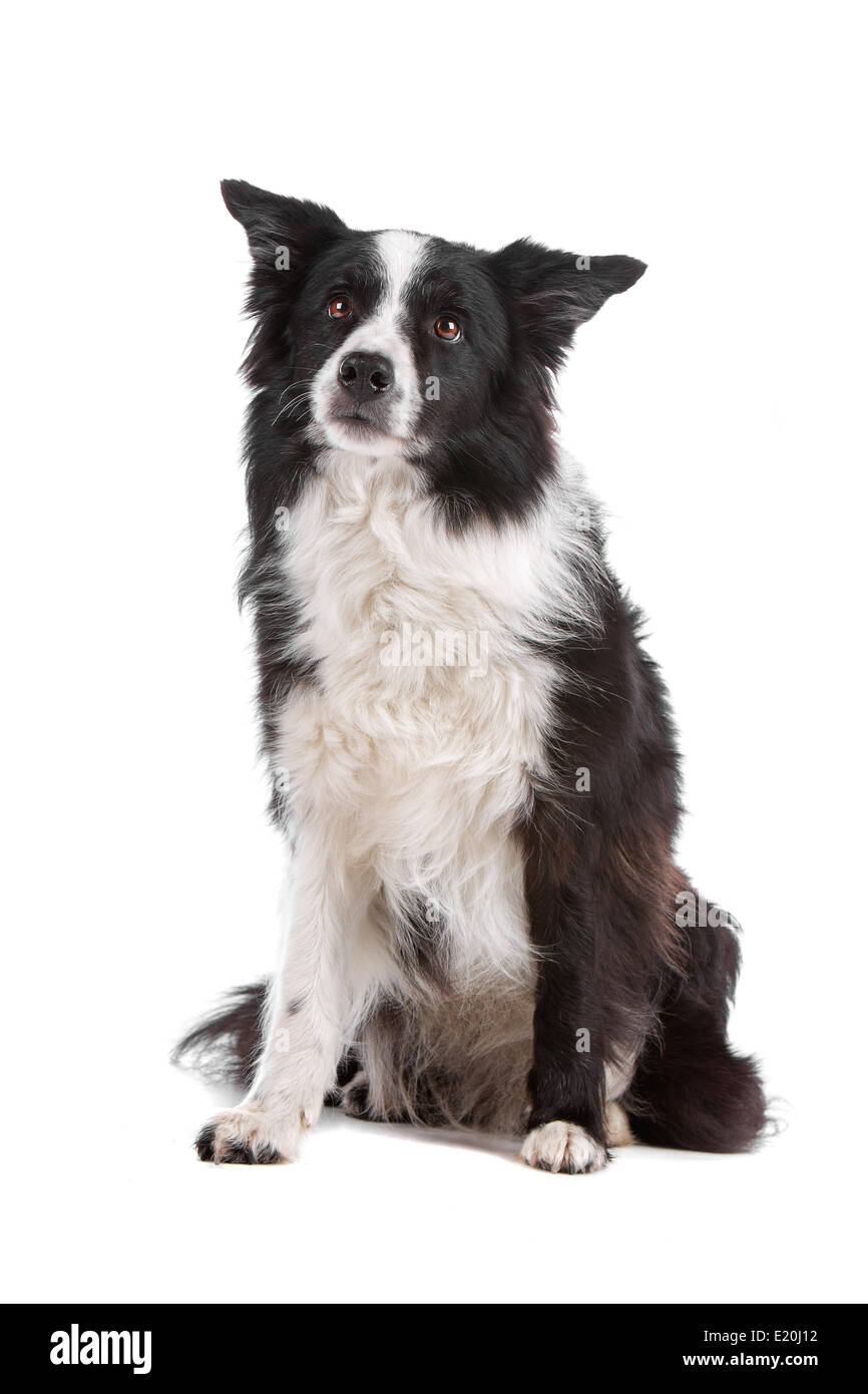 border collie sheepdog Stock Photo - Alamy