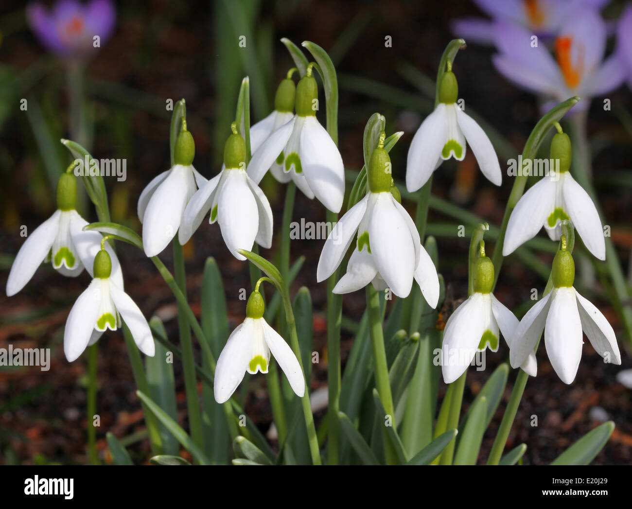 snowdrops in spring Stock Photo - Alamy