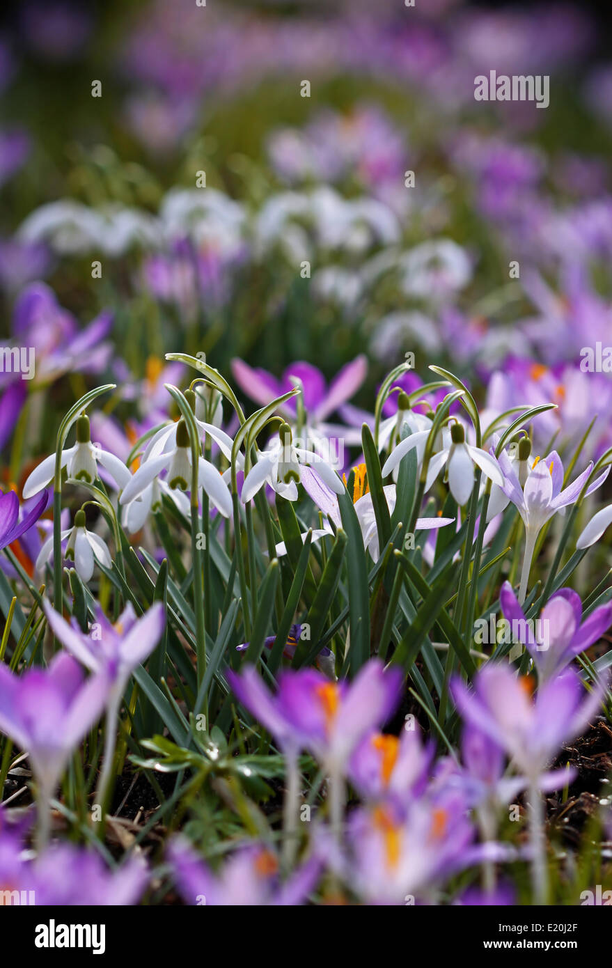 snowdrops and crocuses Stock Photo - Alamy
