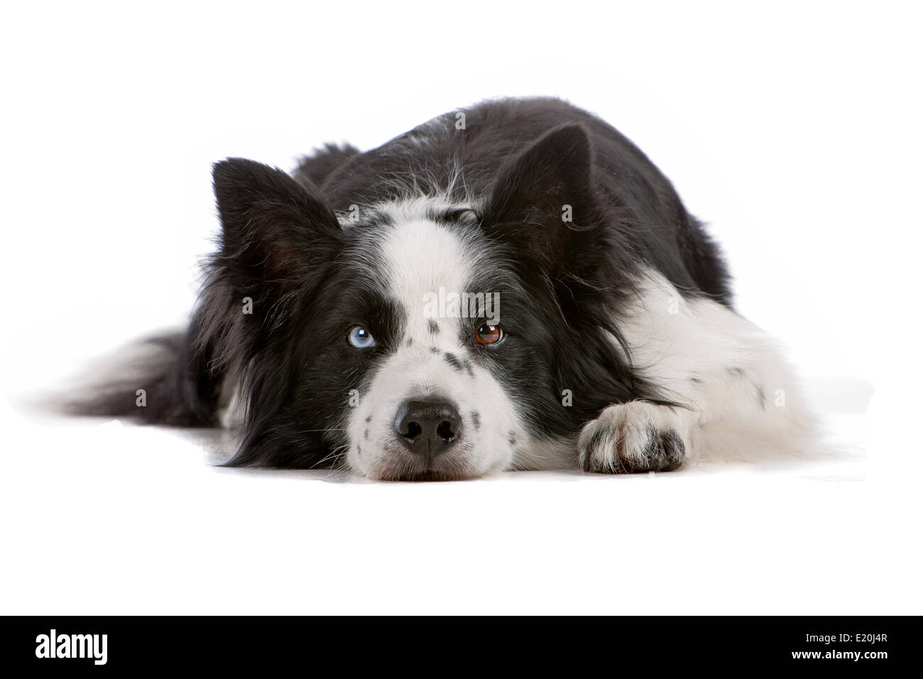 border collie sheepdog Stock Photo - Alamy