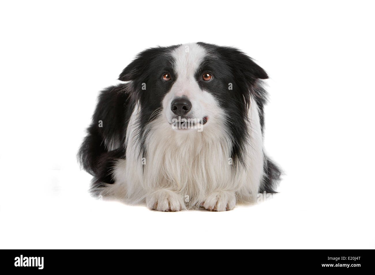 border collie sheepdog Stock Photo - Alamy