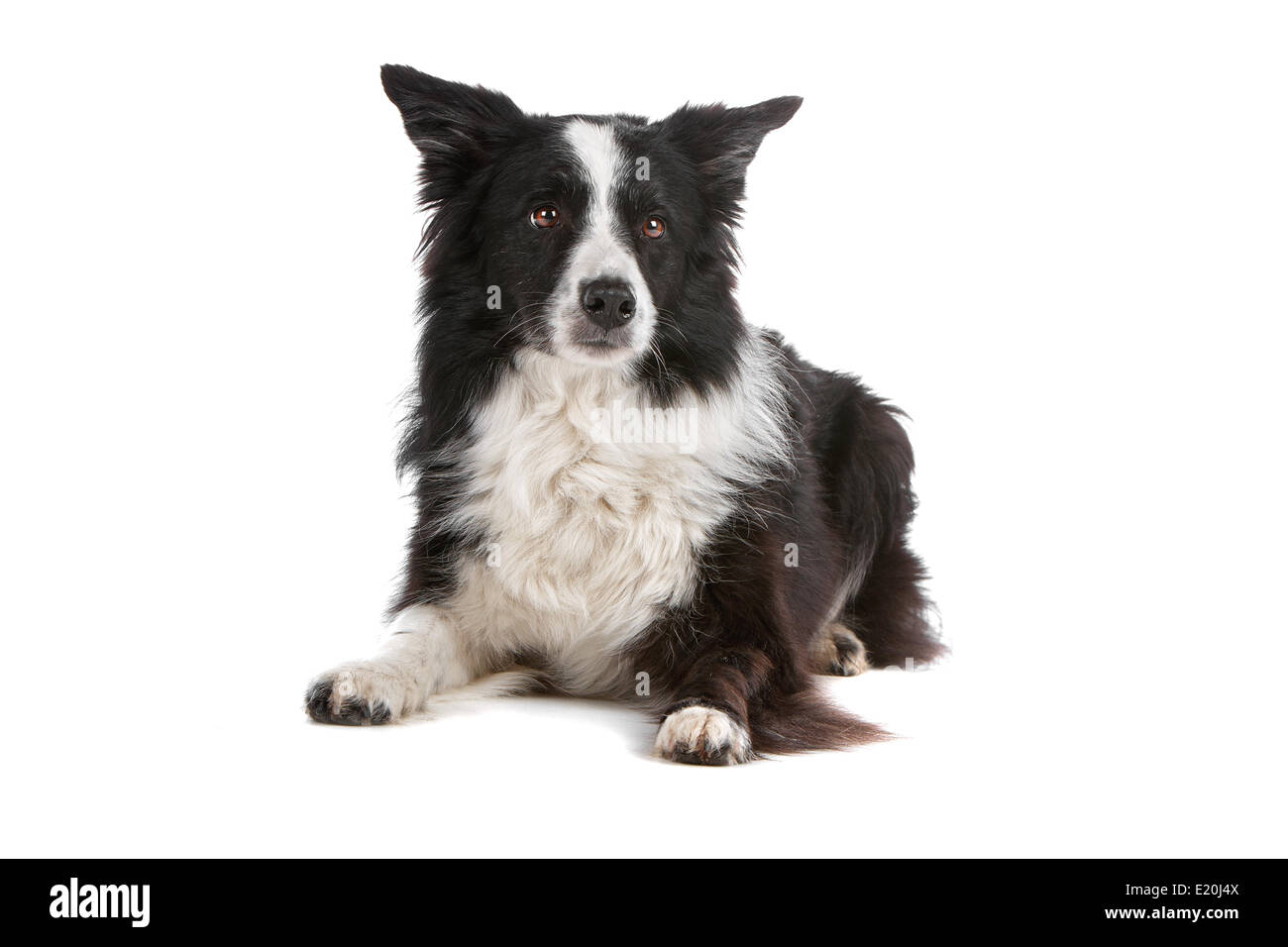 border collie sheepdog Stock Photo - Alamy