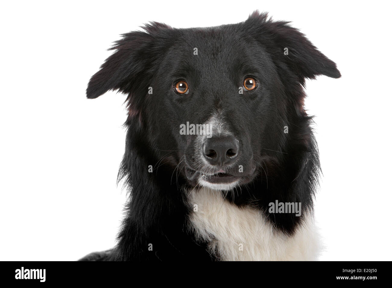 border collie sheepdog Stock Photo - Alamy