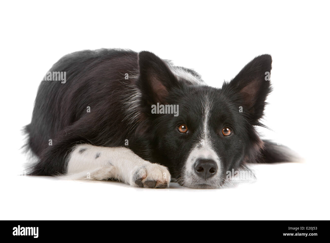 border collie sheepdog Stock Photo - Alamy