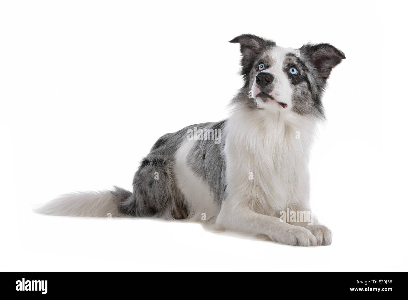 border collie sheepdog Stock Photo - Alamy