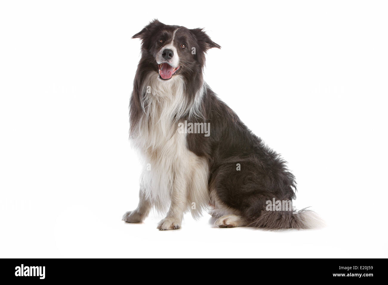 border collie sheepdog Stock Photo - Alamy